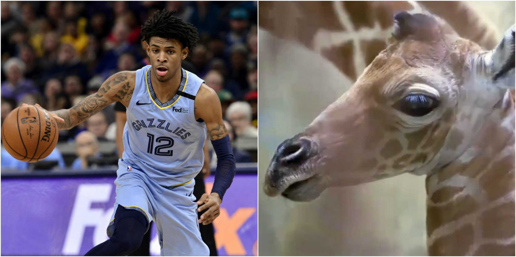 Ja Raffe, Memphis Zoo's 10-day old baby giraffe is named after ...